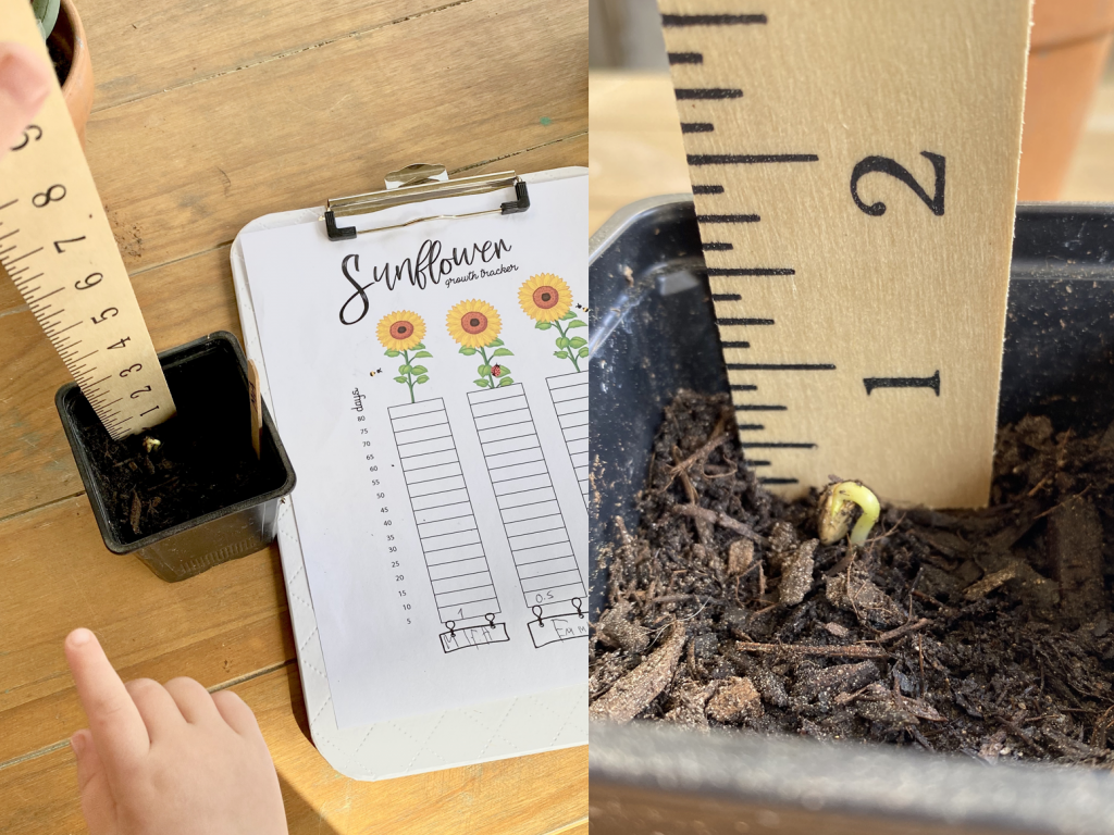 Sunflower growth tracker – Spoonful of Joy